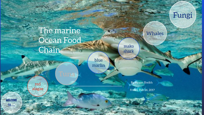ocean food chain by ayaan sheikh on Prezi