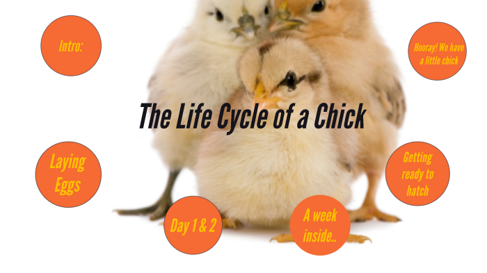 The Life Cycle of a Chick by Mary Louise Kerrigan on Prezi