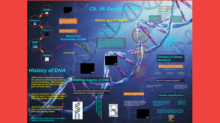 Ch. #6 Genes & DNA by on Prezi