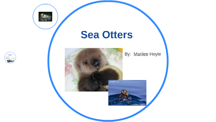 Sea Otters by marilee hoyle on Prezi