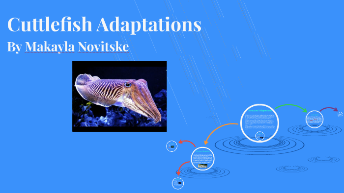 Cuttlefish Adaptation by makayla novitske on Prezi