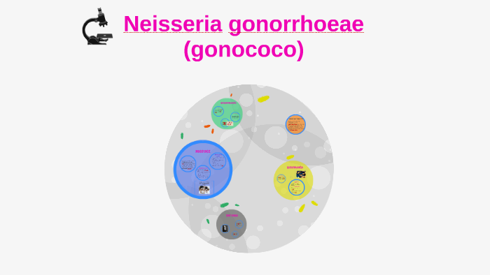 Neisseria gonorrhoeae (gonococo) by Leomary velasco on Prezi