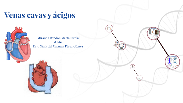 Venas cavas y ácigos by Marta Miranda REndón on Prezi