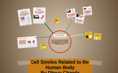 Cell Similes to the Human Body by Dhruv Chawla on Prezi
