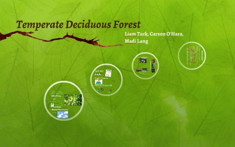 Temperate Deciduous Forest by Madi Lang on Prezi