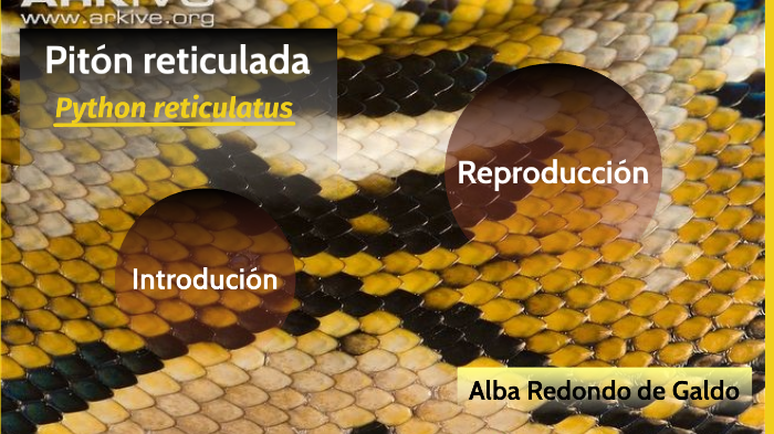 Pitón reticular by Alba Hierbabuena on Prezi