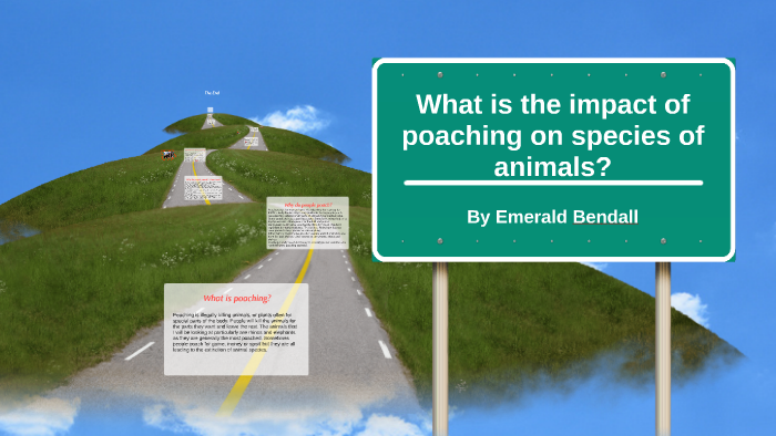 What is the impact of poaching on species of animals? by Emerald ...