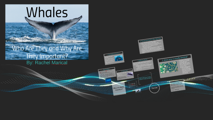 Whales: Who Are They and Why Are They Important? by Rachel Marical on Prezi