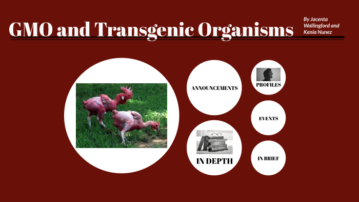 GMOs and Transgenic Organisms by Jacenta Wallingford on Prezi
