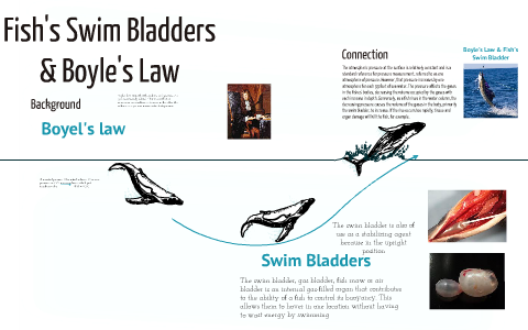Fish's Swim Bladders by Syed Raza on Prezi