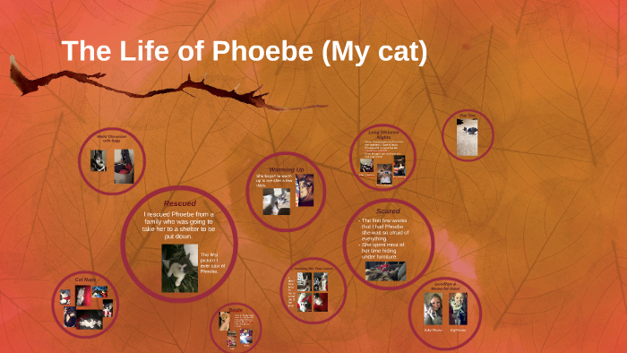 The Life of Phoebe by Brianna Falcon on Prezi