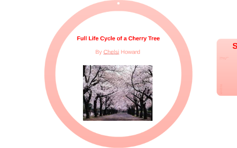 Full Life Cycle of a Cherry Tree by Chelsi Howard on Prezi