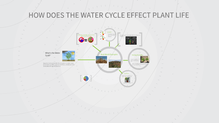 HOW DOES THE WATER CYCLE EFFECT PLANT GROWTH by Waagan Toure on Prezi