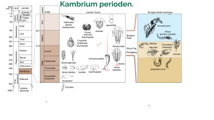 Kambrium perioden by Silje Stomperudhaugen on Prezi