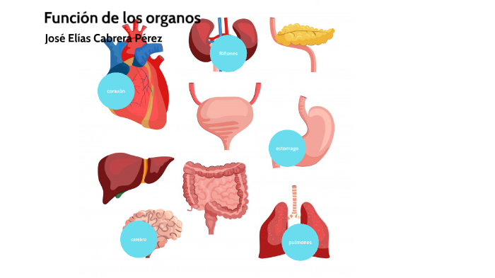 Función de los organos by José Elias Cabrera Pérez on Prezi
