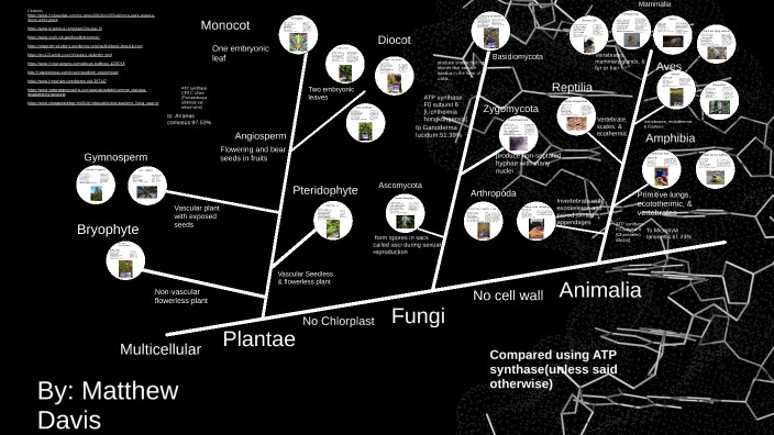 Diversity of Life Scavenger Hunt by Matthew Davis on Prezi