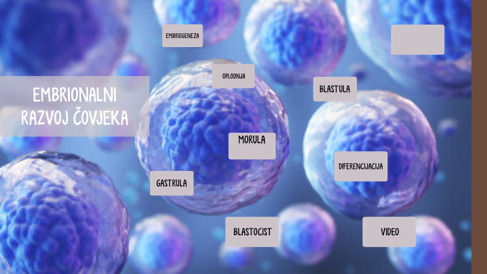 EMBRIONALNI RAZVOJ ČOVJEKA by Ena Tvica on Prezi