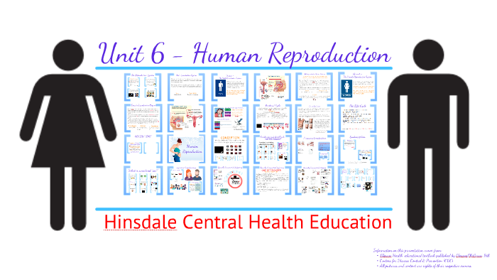 Unit 6 - Human Reproductive System by Sean Kasak on Prezi