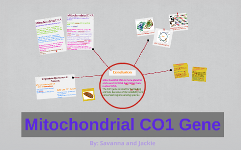 Mitochondrial CO1 Gene by Savanna Atwal on Prezi