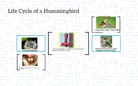 Life Cycle of a Hummingbird by Dawn Weas