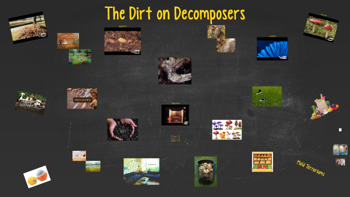 The Dirt on Decomposers by Kaitlyn Basham