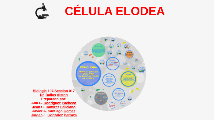 Célula Elodea by Ana Rodriguez Pacheco on Prezi