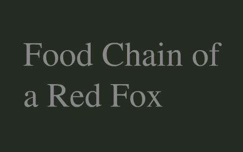 Food chain of a red fox by AUSTIN KOSIEK on Prezi