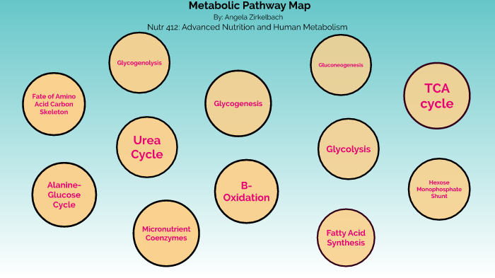 Metabolic Pathway Map by Angela Zirkelbach on Prezi