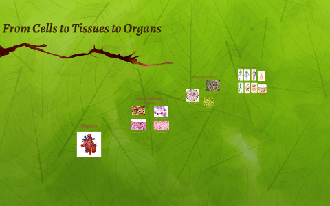 Interdependent Organ Systems by Ariana S