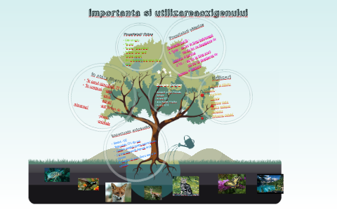 importanta si utilizarea oxigenului by maria lavinia on Prezi