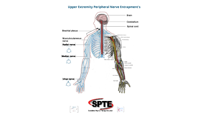 UE Peripheral Neuropathies by Robin Constantino on Prezi