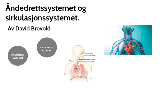 Åndedrettssystemet og sirkulasjonssystemet. by David Brovold on Prezi