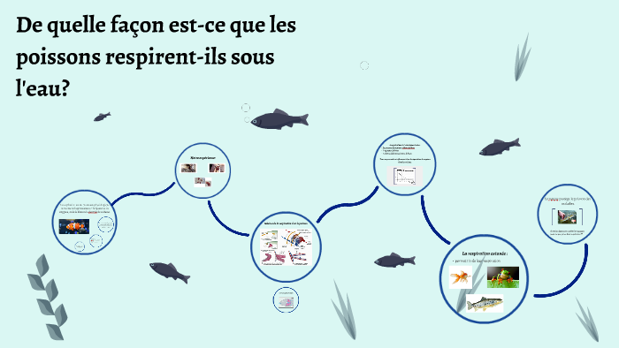 De quelle façon est-ce que les poissons respirent-ils sous l by capcle ...
