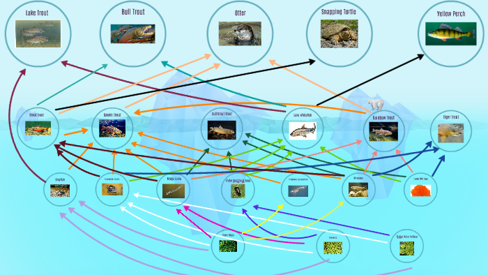 Banff National Park Freshwater Food Web by Carlos Garcia on Prezi