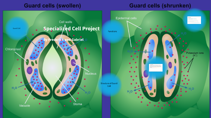 Specialized Cell Project_Guard Cell by Frederick Subuloye on Prezi