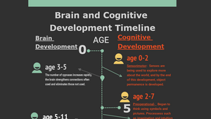 Brain and Cognitive Development Timeline by Pu Reh on Prezi Design