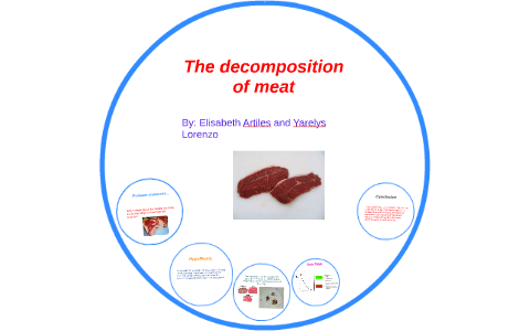 The decomposition of meat by Elisabeth Artiles on Prezi