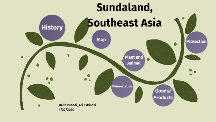 Sundaland Forest by Isabella Brandi ( Student ) on Prezi