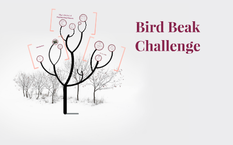 Bird Beak Challenge by Rita Diapoules on Prezi