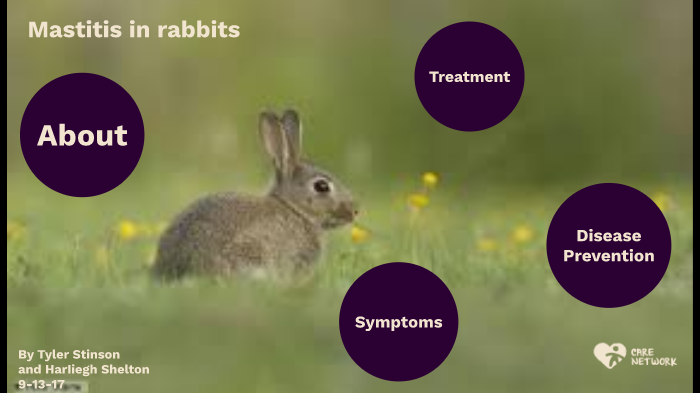 Mastitis in rabbits by Tyler Stinson on Prezi