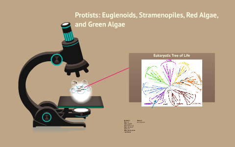 Protists: Euglenoids, Stramenopiles, and Red Algae by Trey Melton on Prezi
