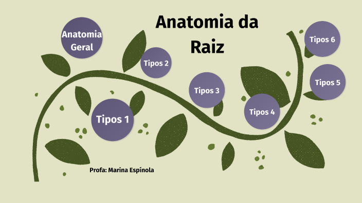 Anatomia da Raiz by Marina Costa on Prezi