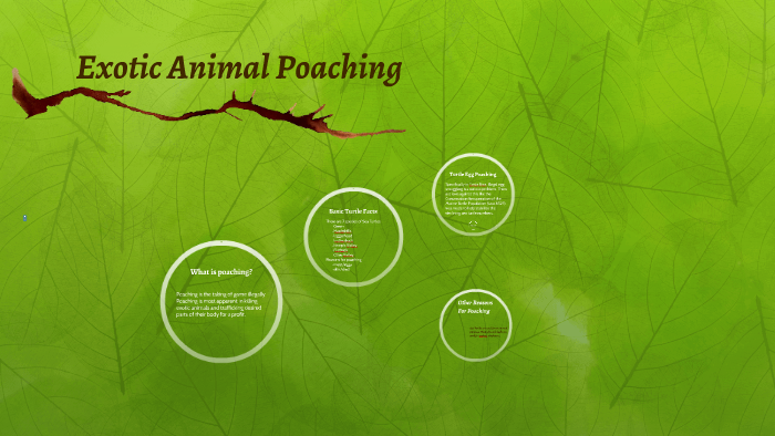 Exotic Animal Poaching by Kylie Thal on Prezi