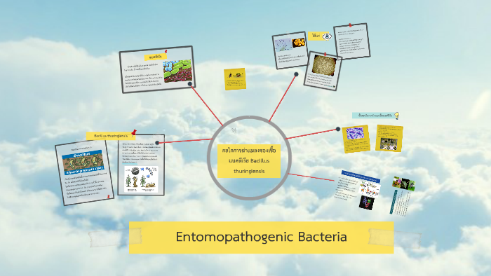 Entomopathogenic Bacteria by Wa risa on Prezi