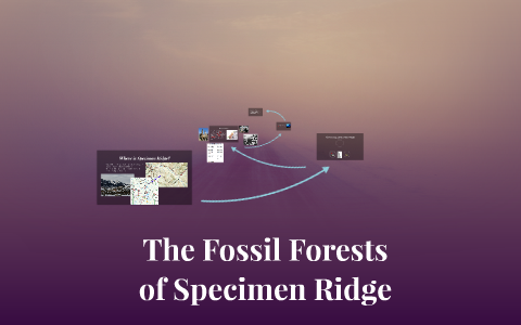 The Fossil Forests of Specimen Ridge by Jack Tarpey on Prezi
