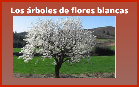 Los árboles de flores blancas by Nick Hughes on Prezi