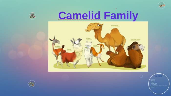 The camelid Family by Sara Whittington