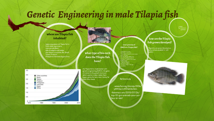 Genetic Engineering in Tilapia fish by izabelle gaspar on Prezi