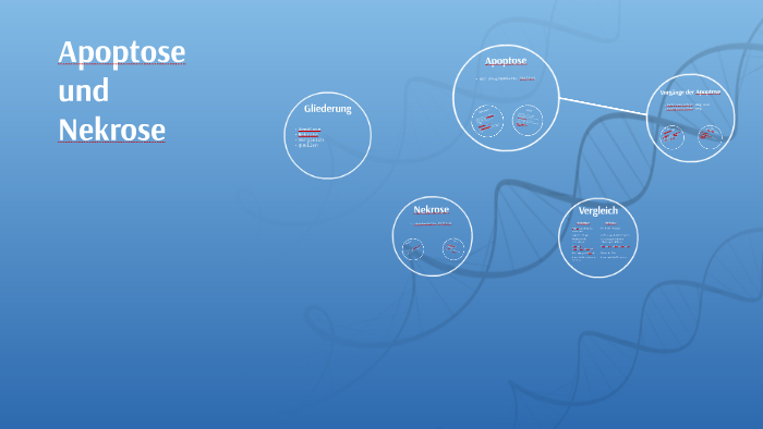 Apoptose & Nekrose by Kai Wartke on Prezi