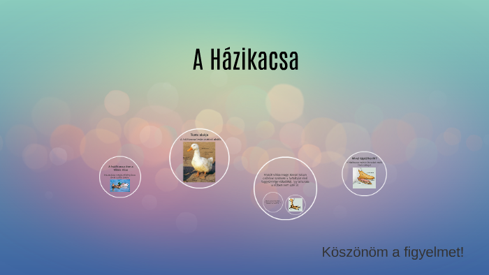 A Házikacsa by Enikő Lányi on Prezi